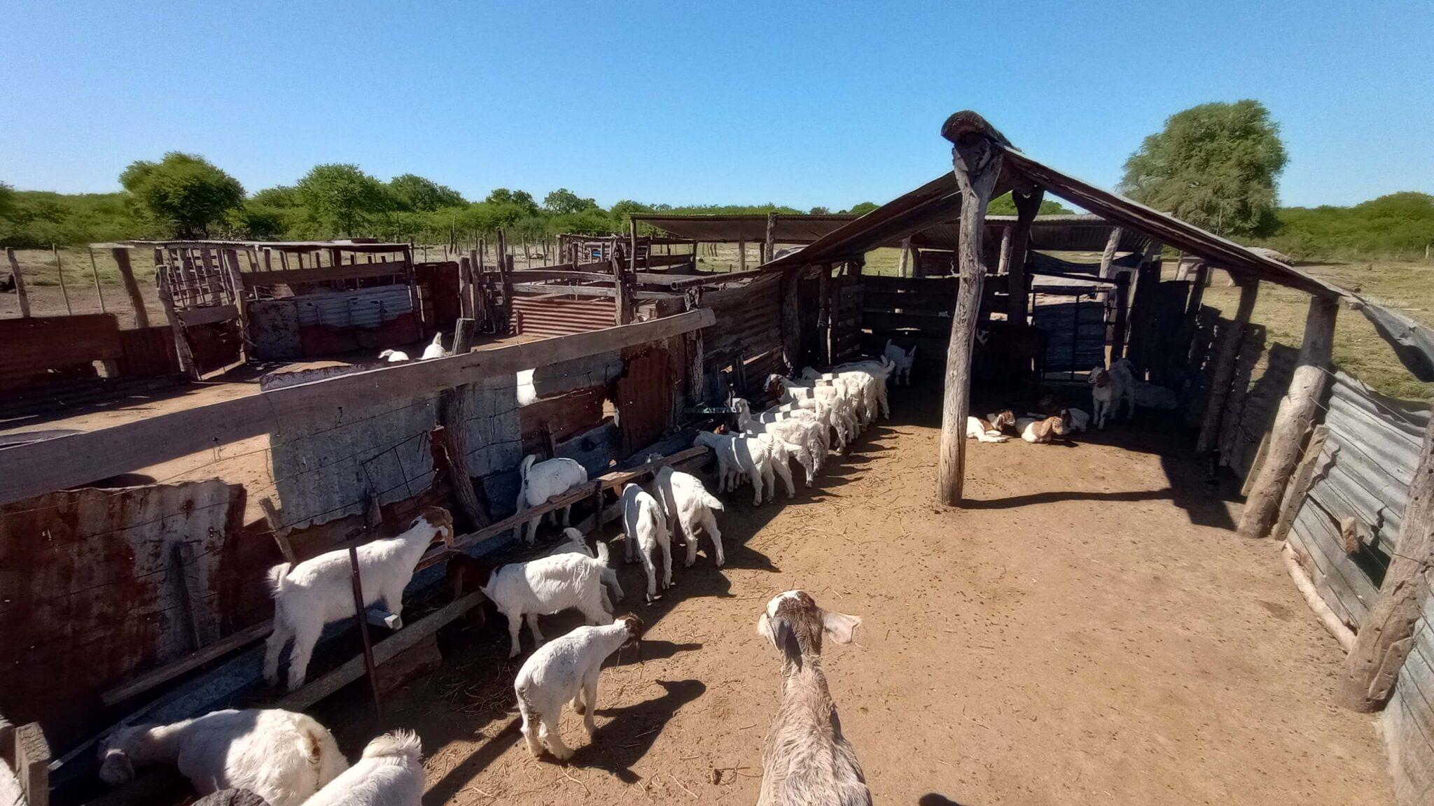 Mejora de la producción caprina en el norte de Santa Fe | FUNDAPAZ